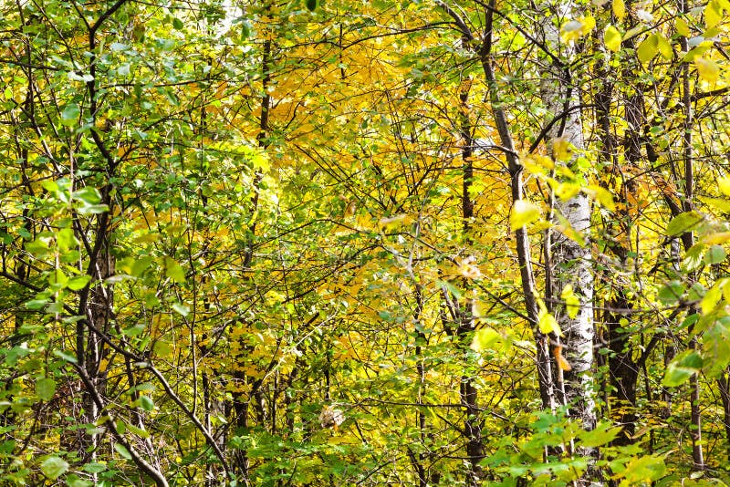 Forest Thicket in Sunny October Day Stock Image - Image of scenic ...