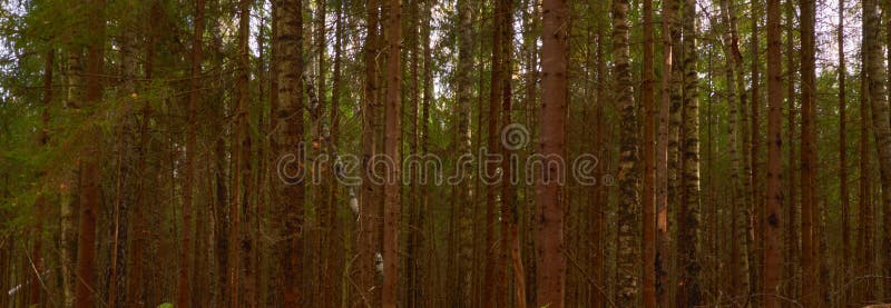 Forest Thicket. Trunks of Coniferous and Deciduous Trees in the Forest ...