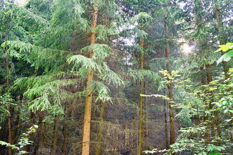 Forest thickets stock photo. Image of trees, outdoors - 109027316