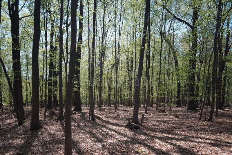 Forest of Thin Trees, Dry Leaves on the Ground, Dense Forest, Small ...