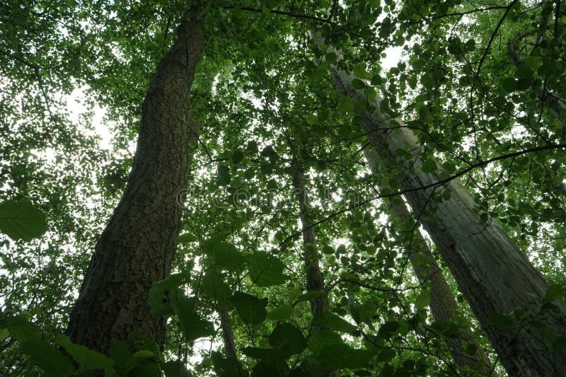 A Forest with Three Trees in the Middle of the Image Stock Image ...
