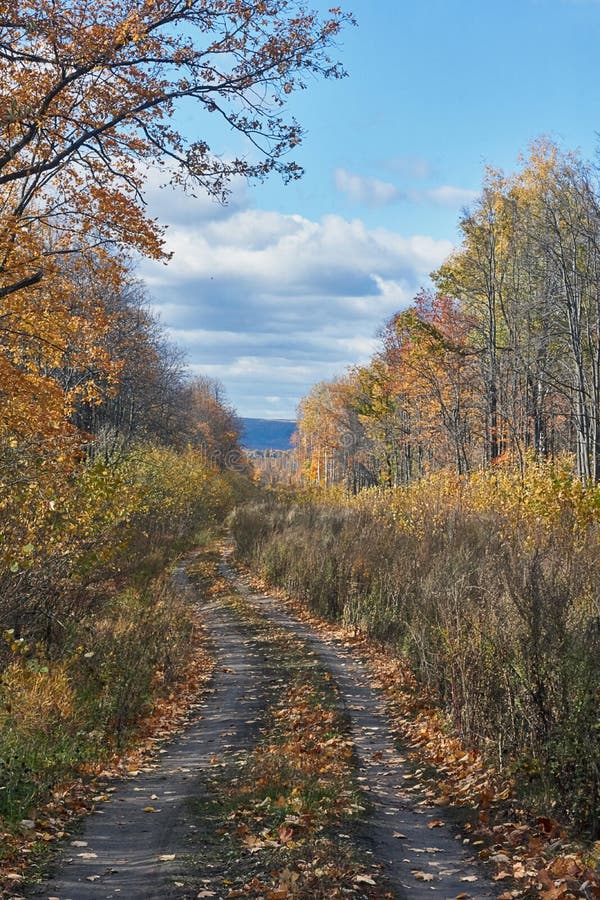 Forest Threshold through the Autumn Forest Stock Photo - Image of life ...
