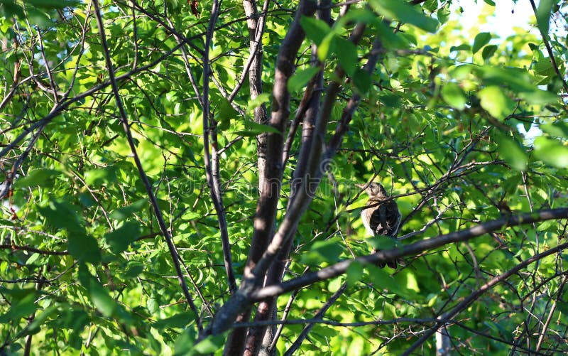 The Forest Thrush Feeds on a Branch Stock Image - Image of autumn ...