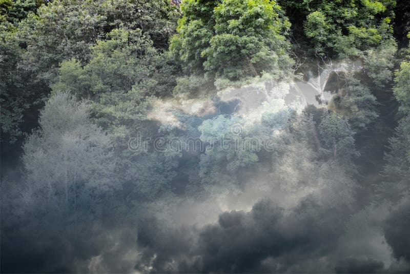 Forest thunder stock image. Image of ecology, plants - 43169545