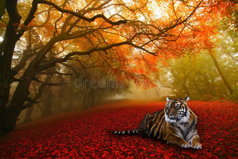 Forest tiger stock photo. Image of wildlife, power, autumn - 28912754
