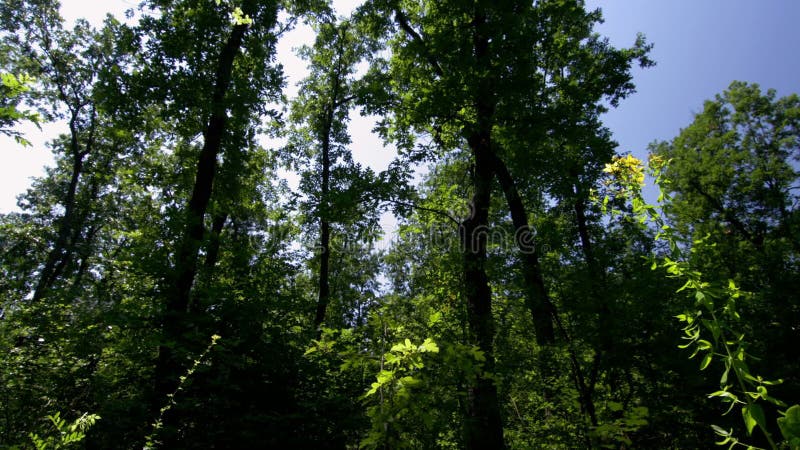 Forest Time Lapse DSLR HDR with Blue Sky and Moving Clouds Stock ...