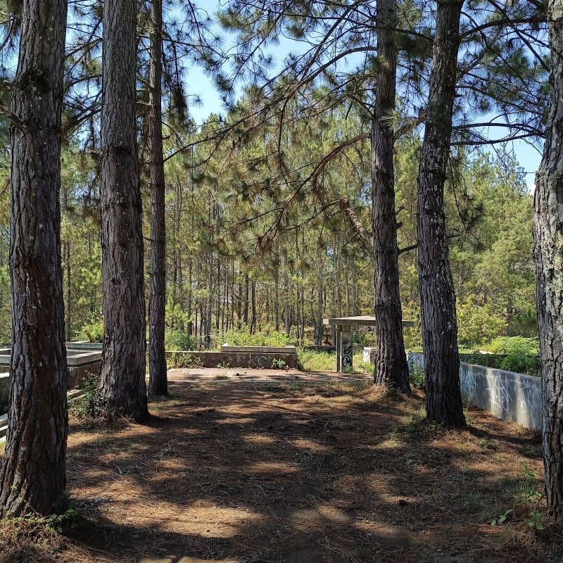 A Forest To Create Inner Peace when Everything is Not Fine Stock Image ...