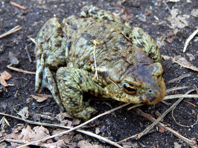 Forest Toad on the Road Close Up Stock Image - Image of tropical, park ...