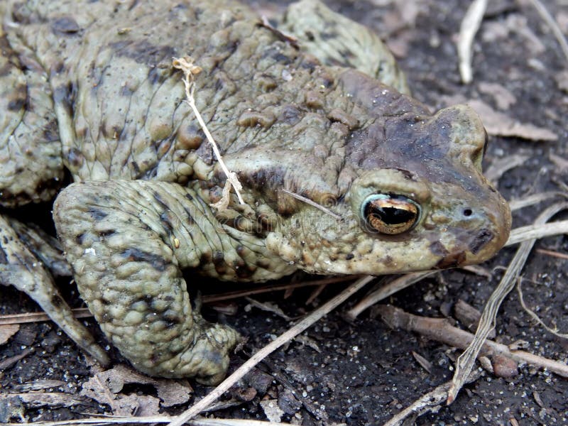 Forest Toad on the Road Close Up Stock Photo - Image of wildlife, close ...