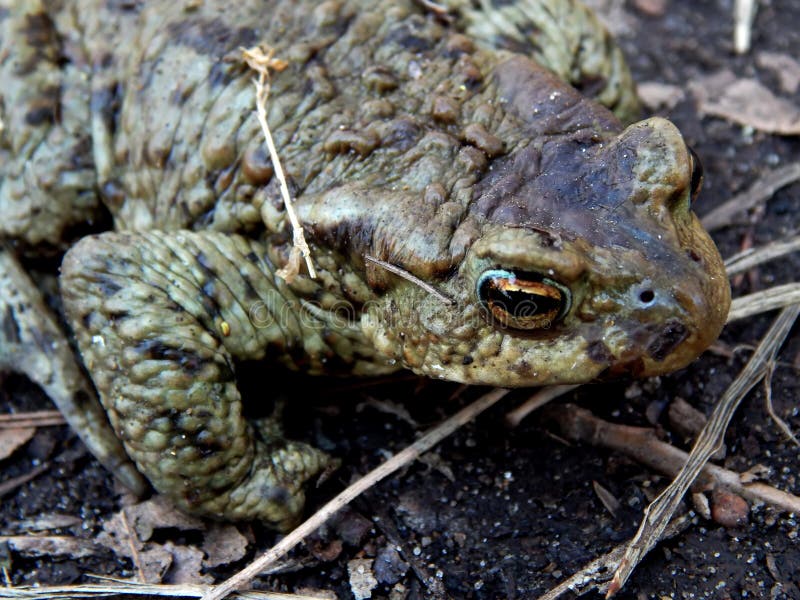 Forest Toad on the Road Close Up Stock Image - Image of small ...