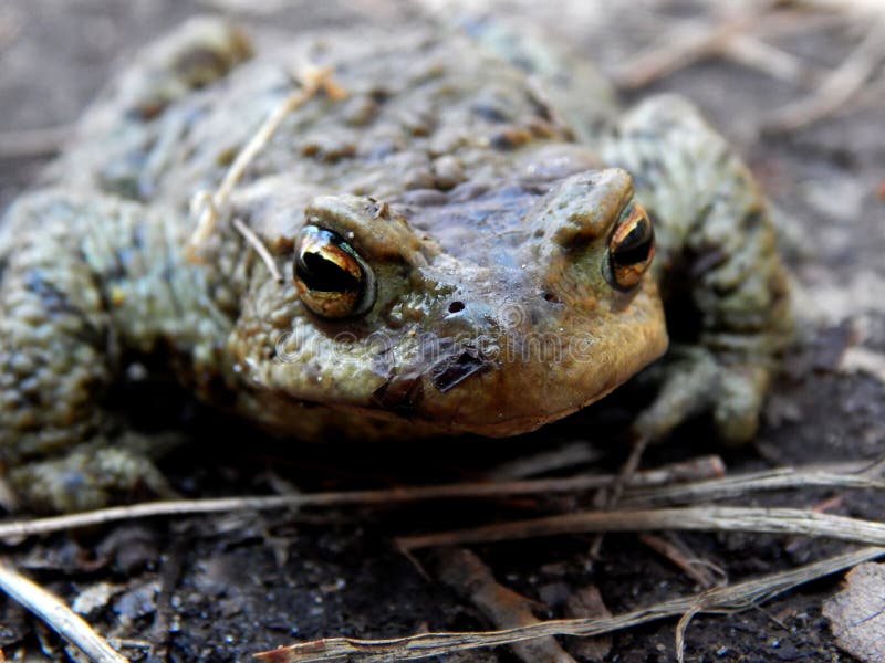 Forest Toad on the Road Close Up Stock Image - Image of wild, wildlife ...
