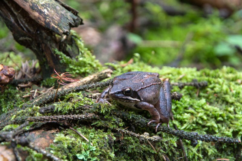 Forest Toad Sitting on Moss Stock Photo - Image of moss, green: 103201170