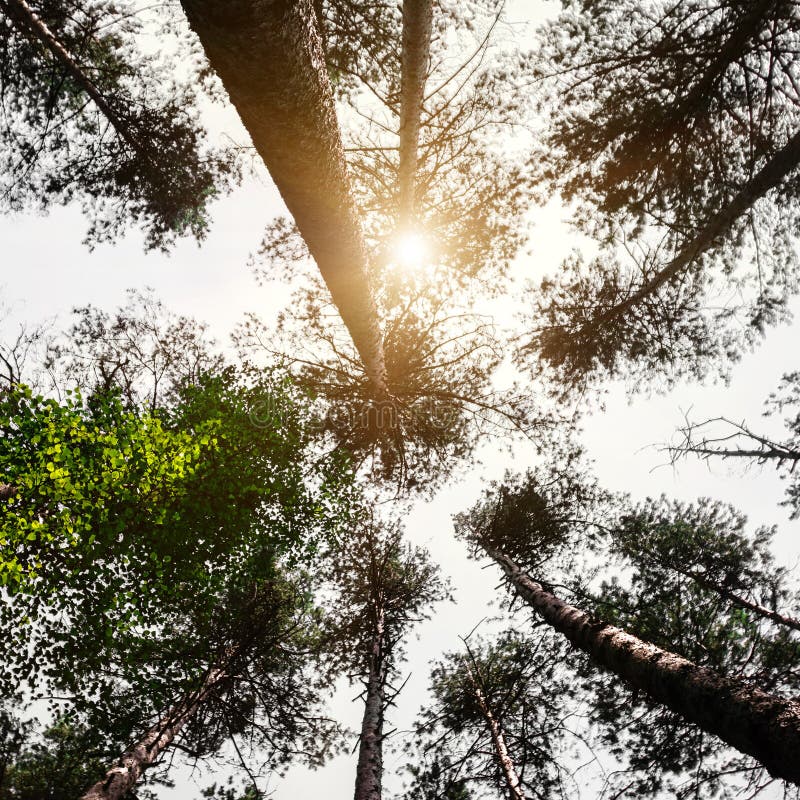 Forest top trees view stock photo. Image of ecology - 101129242