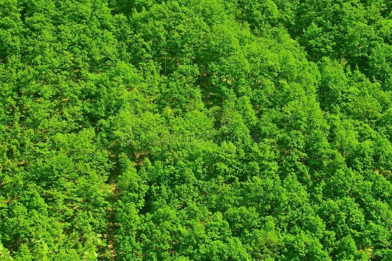 Tree top texture stock image. Image of green, jungle, background - 4386247