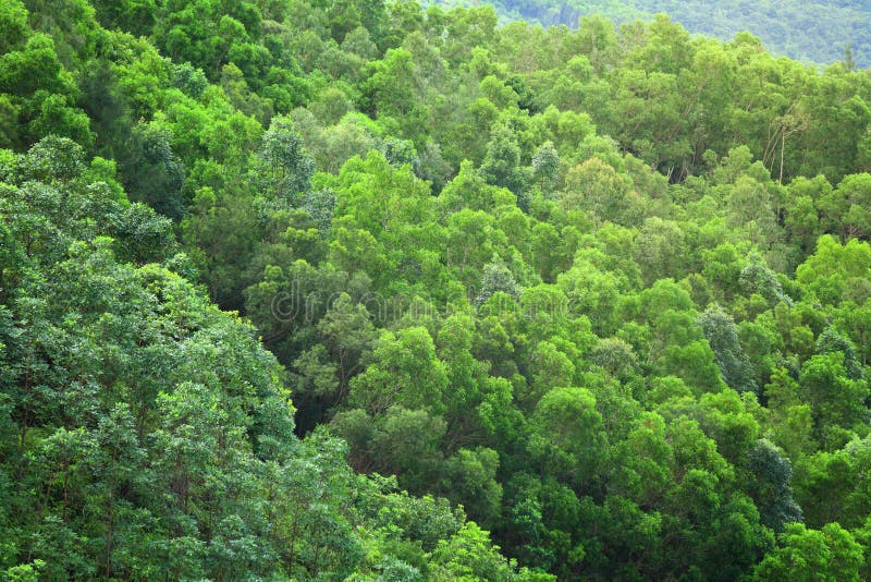 Tree top texture stock image. Image of green, jungle, background - 4386247