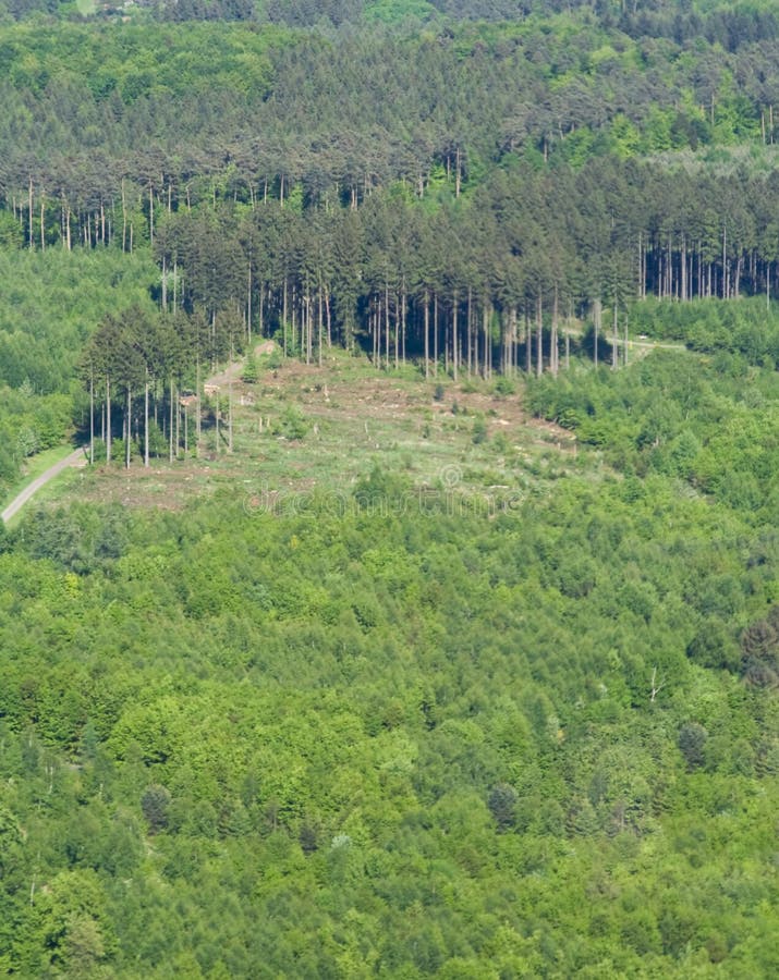 Forest top view stock image. Image of nature, pine, expanse - 9500925