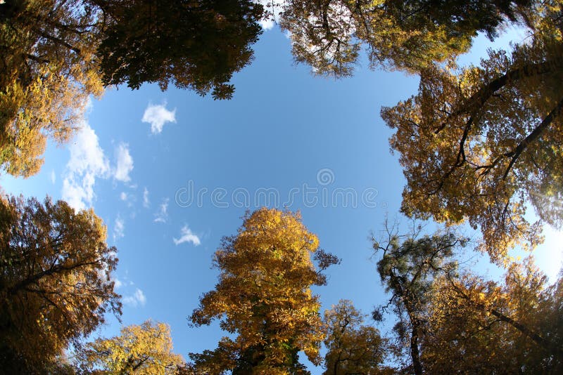 Forest top view from below stock image. Image of landscape - 36332245