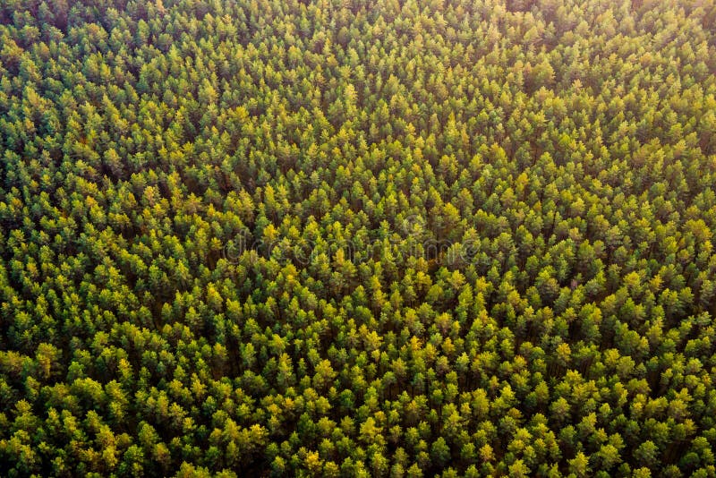 Forest top view stock image. Image of landscape, trees - 49428873