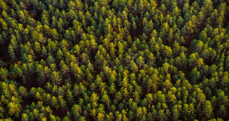 Forest top view stock photo. Image of plant, season, coniferous - 49428878