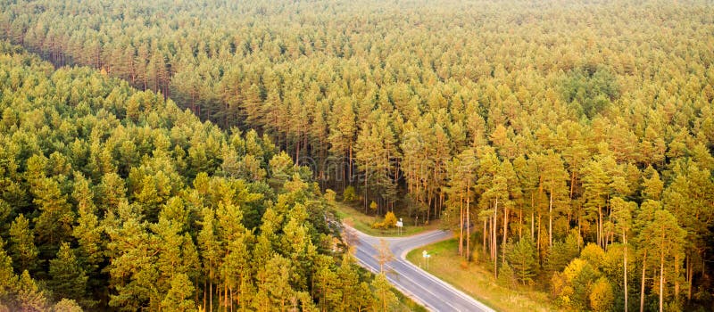 Forest top view stock image. Image of coniferous, pinus - 49428879