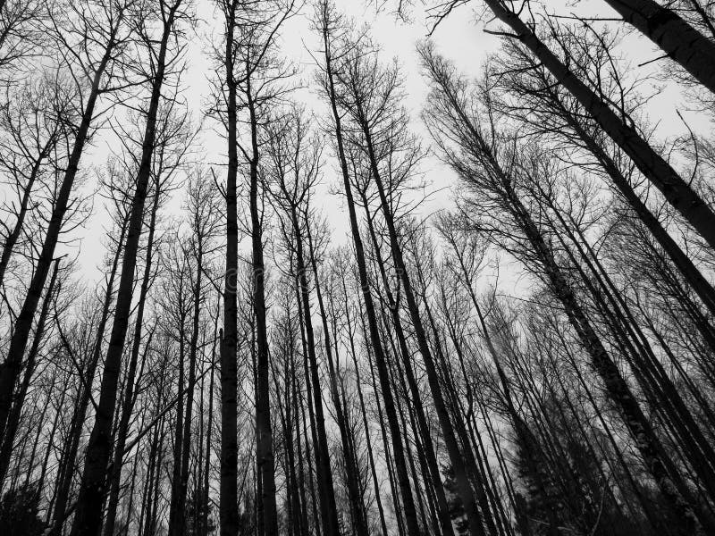 Forest stock photo. Image of park, depression, tops, trees - 80309830