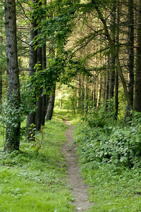 Forest track stock image. Image of road, trees, track - 10618571