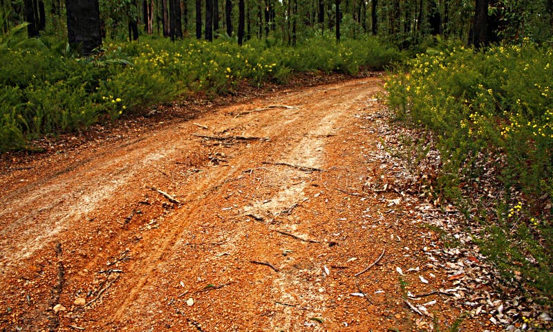 Forest Track stock image. Image of thick, trees, flowers - 15905187