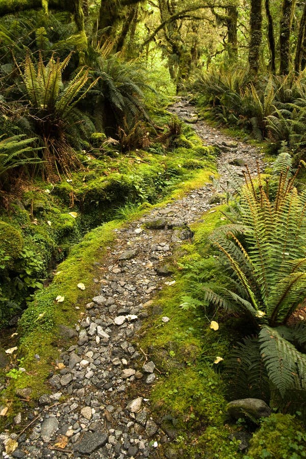 Forest Track stock photo. Image of trail, rain, green - 16621990