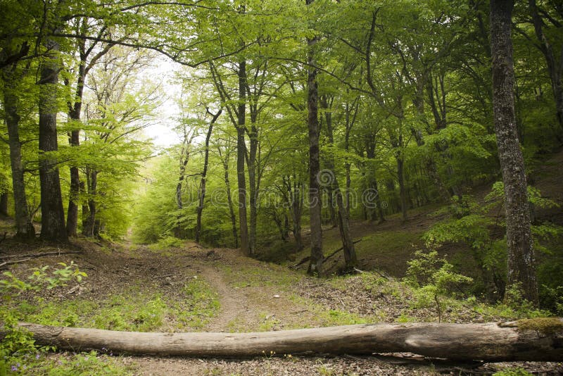 Forest Trail in Spring stock photo. Image of nature, exercise - 142026