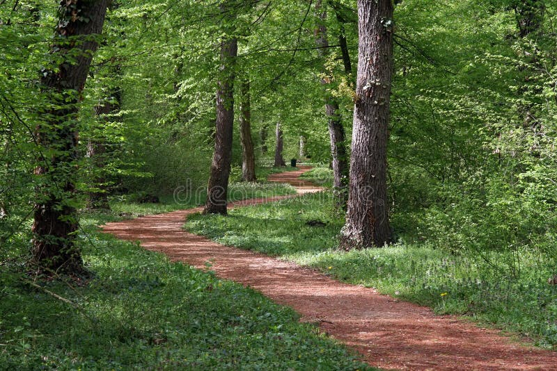 Forest track stock photo. Image of environment, colorful - 25750948