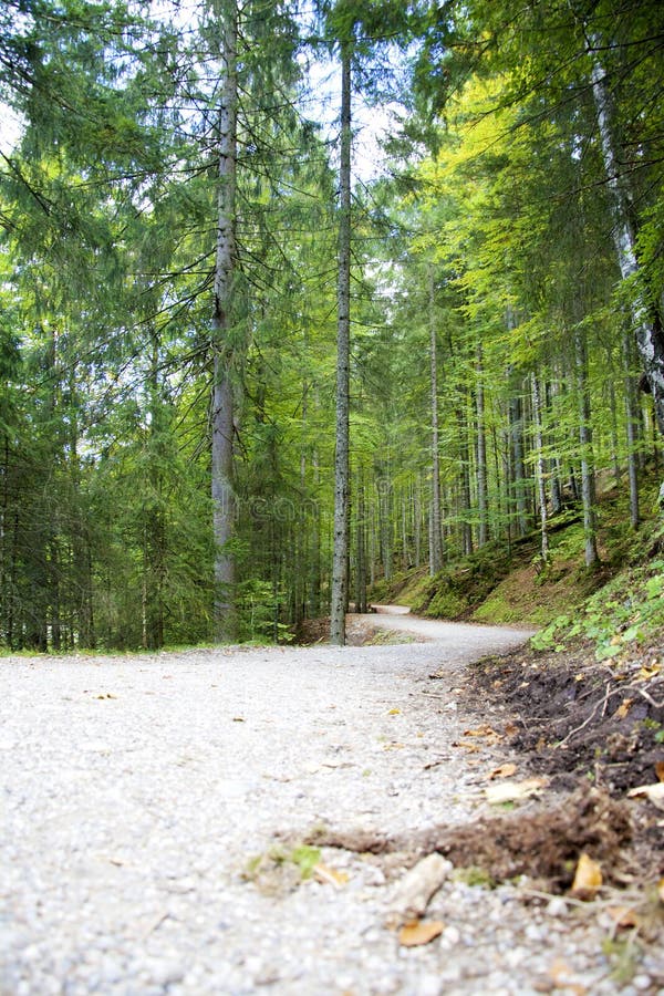 Forest Track stock image. Image of pebbles, path, enjoy - 63506675
