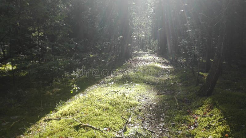Forest track stock image. Image of walk, track, forest - 143179987