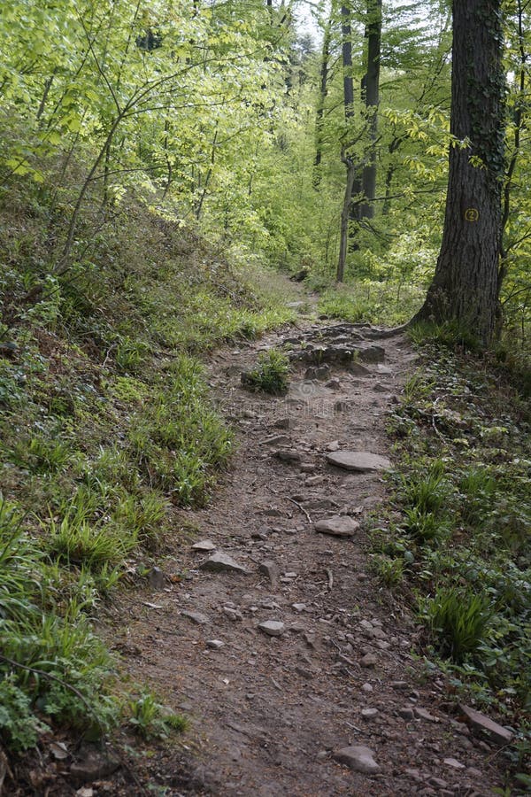 Forest track stock photo. Image of walking, german, germany - 53756848