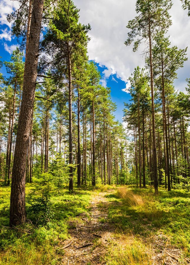 Path in Evergreen Tree Forest on a Sunny Day with Blue Cloud Sky Stock ...