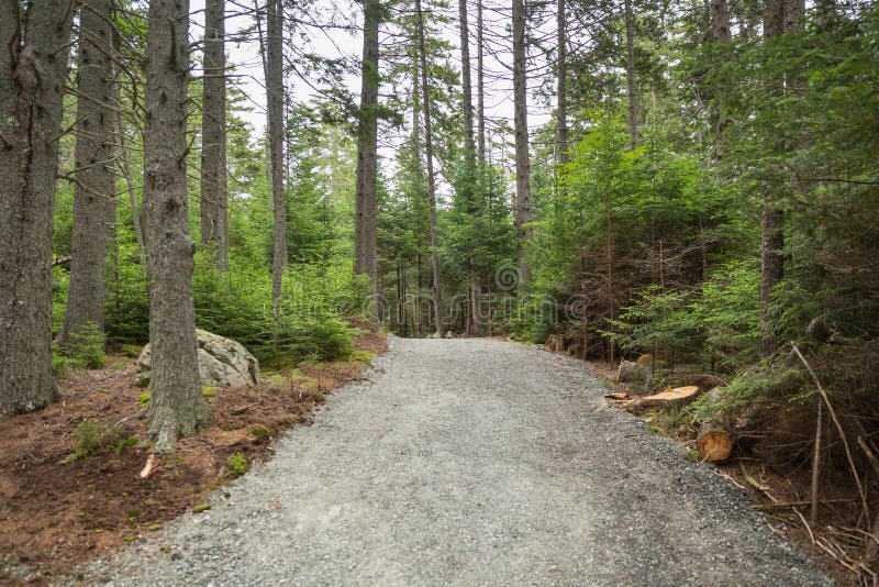 The Forest Track at Pretty Marsh on Mount Desert in Maine Stock Photo ...