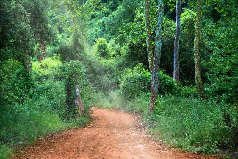 Forest Track Throw the Wood and Green Trees and Grass. Sun Light Ray ...