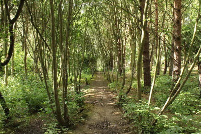Forest track stock image. Image of trail, park, forest - 57286989
