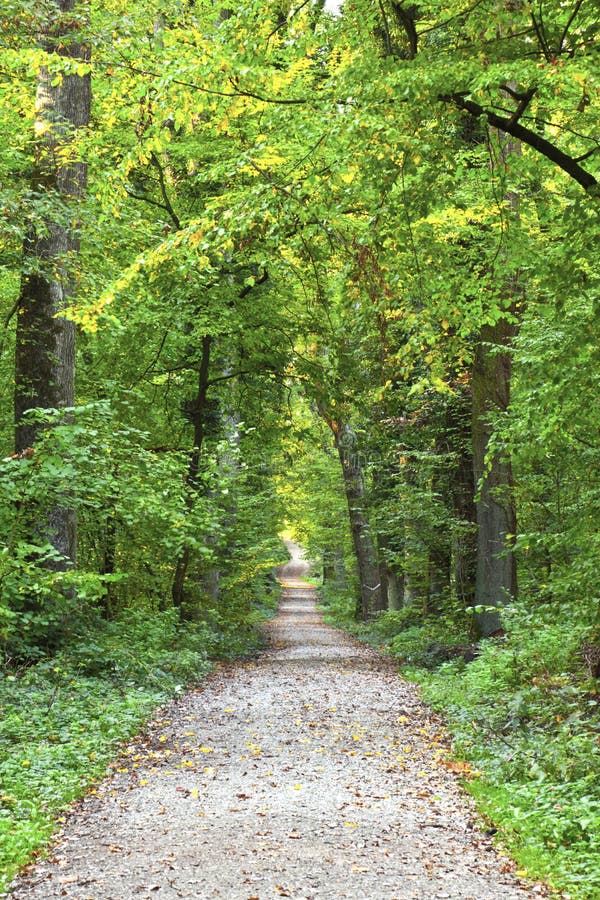 Forest Track in Wild Oak Forest Stock Image - Image of forest, beauty ...