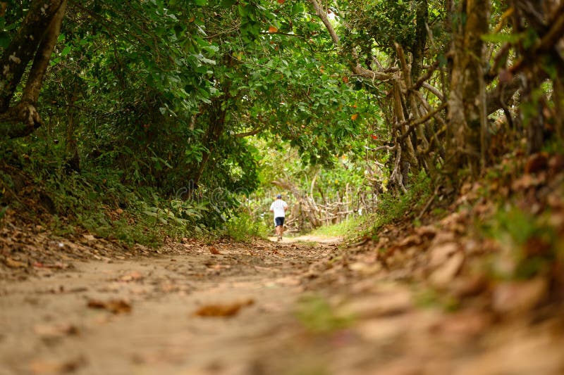Forest Tracking for Jogging. View from Down Stock Photo - Image of ...