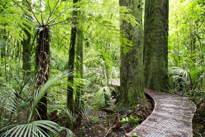 Hiking trail stock photo. Image of summer, woods, auckland - 31342716
