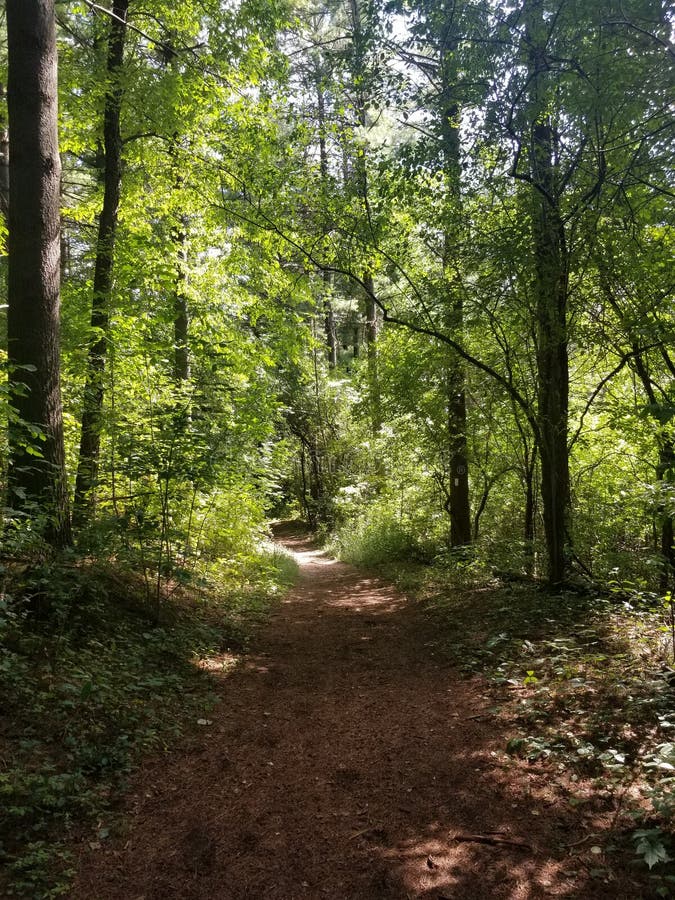 A Forest Trail stock photo. Image of sunlight, plant - 229197540