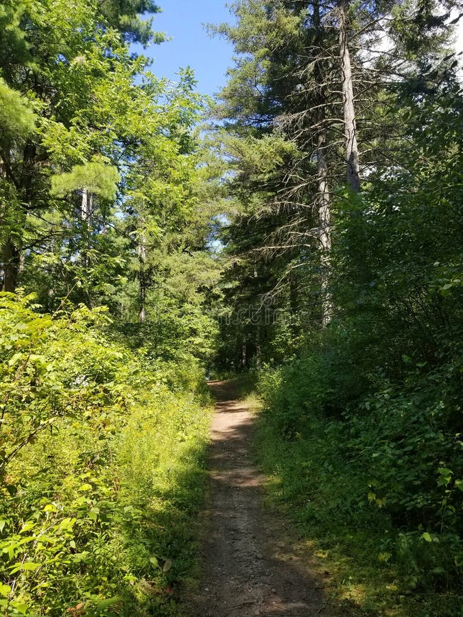 A Forest Trail stock photo. Image of autumn, trail, vegetation - 229197548