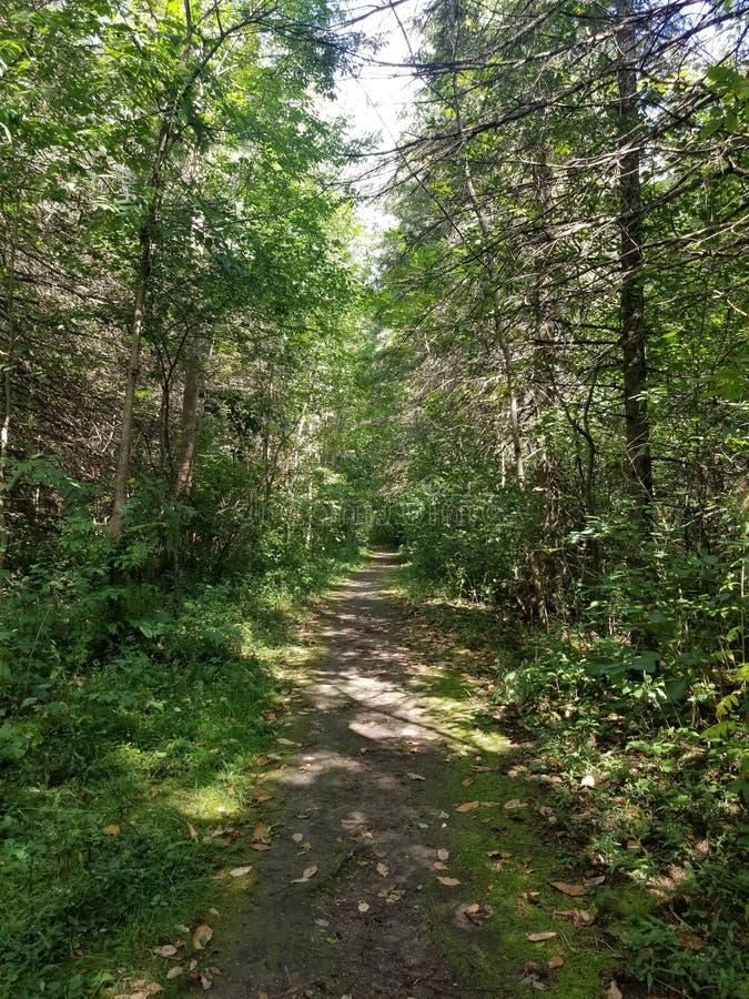 A Forest Trail stock image. Image of trail, woodland - 229197619