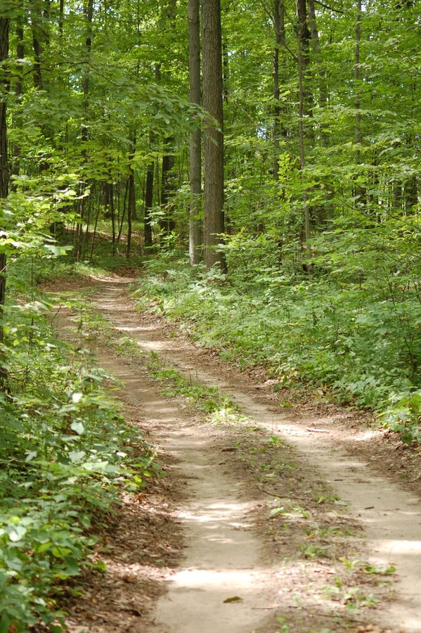 Forest Trail stock image. Image of trunk, wild, forest - 2524887