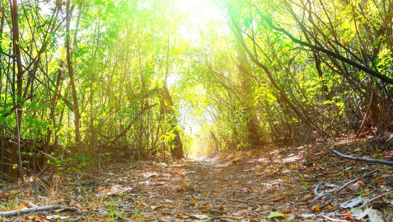 Forest Trail stock photo. Image of nature, sunlight, forest - 26347596