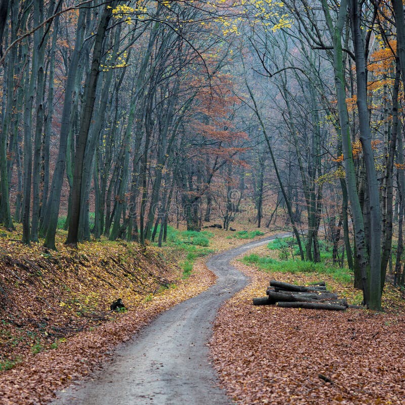 Forest trail stock image. Image of trail, natural, autumn - 27800575