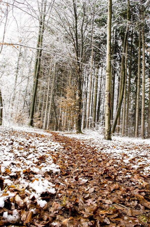 Forest trail stock image. Image of land, beautiful, leaf - 28019029