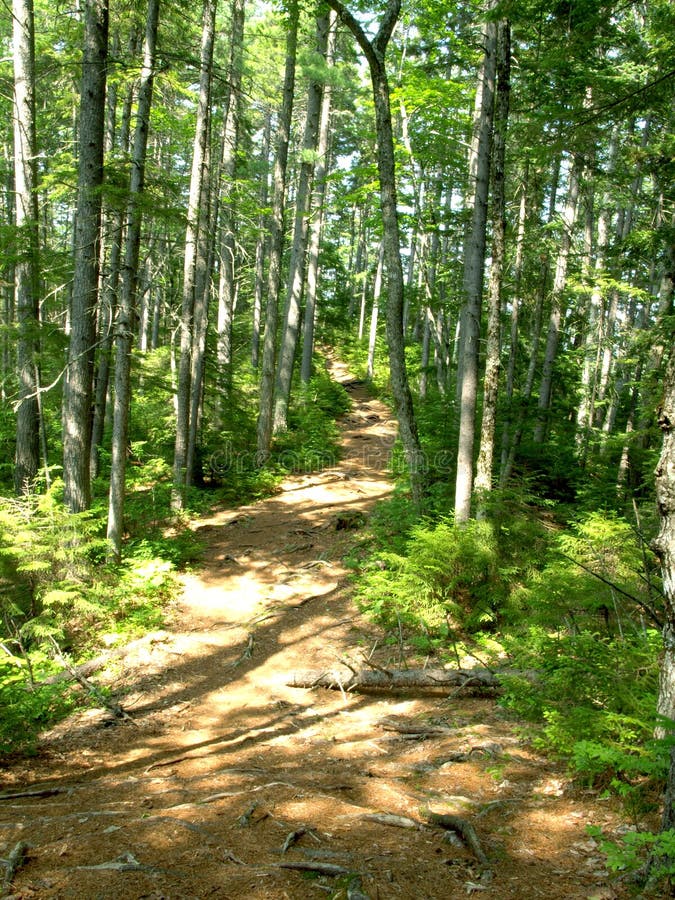 Forest trail stock image. Image of conservation, hiking - 6151021