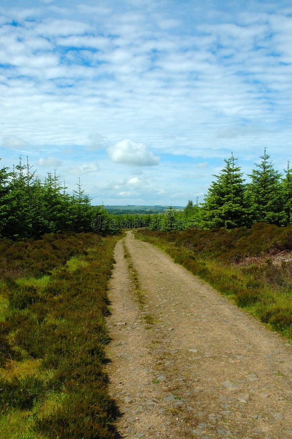Forest Trail stock photo. Image of road, trees, grasses - 694972