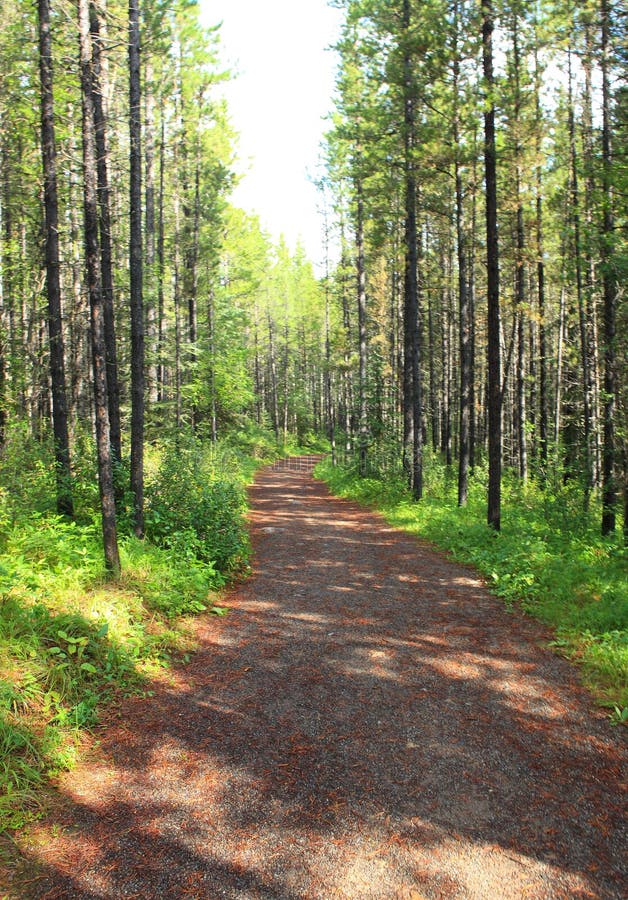A Forest Trail stock photo. Image of nature, path, walking - 233483494